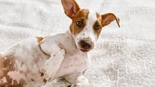 Pyoderma in Dogs: Causes, Symptoms & Treatments