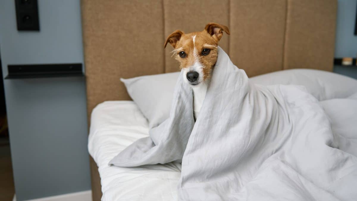 Why Your Dog Is Suddenly Restless at Night