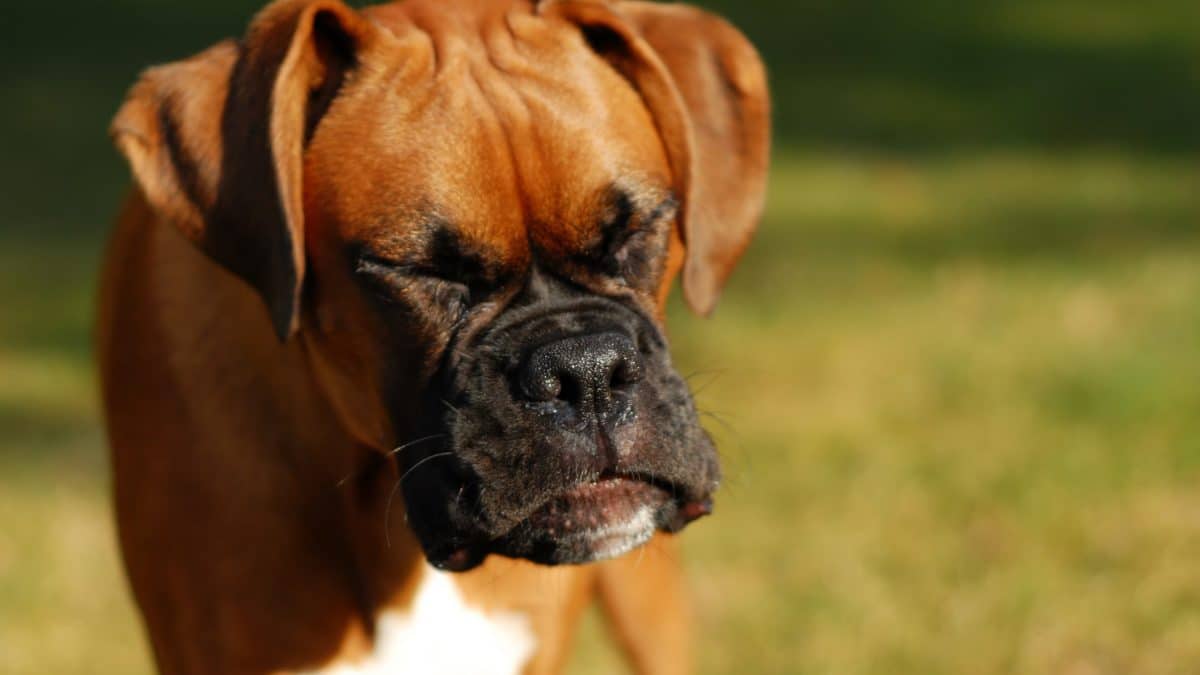 Why Do Dogs Sneeze When They Play?