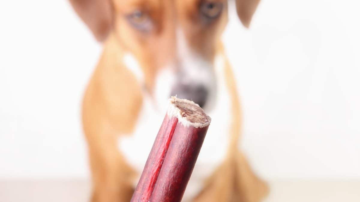 Can Dogs Eat Rhubarb?