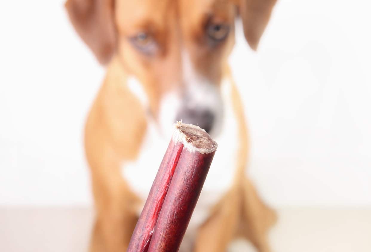 Is Wild Rhubarb Poisonous To Dogs