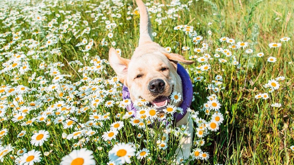20 Non-Toxic Flowers that Are Safe for Dogs