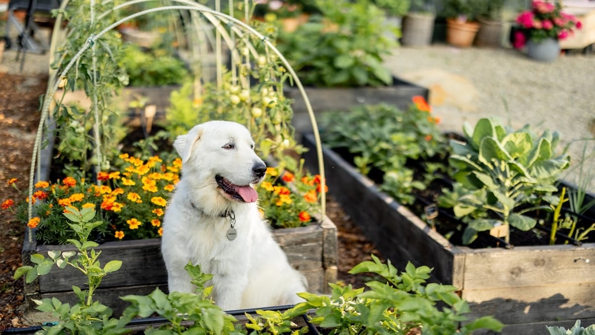 15 Dog-Safe Plants You Can Add to Your Garden Right Now
