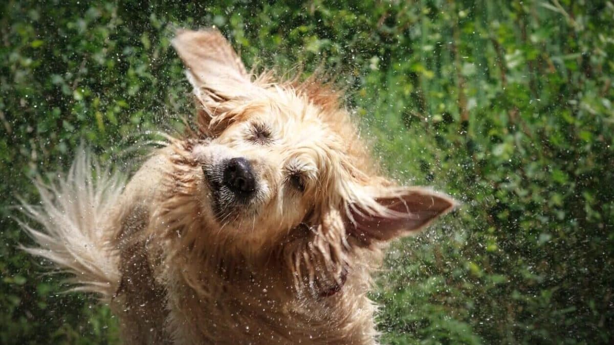 9 Reasons Your Dog Keeps Shaking Their Head