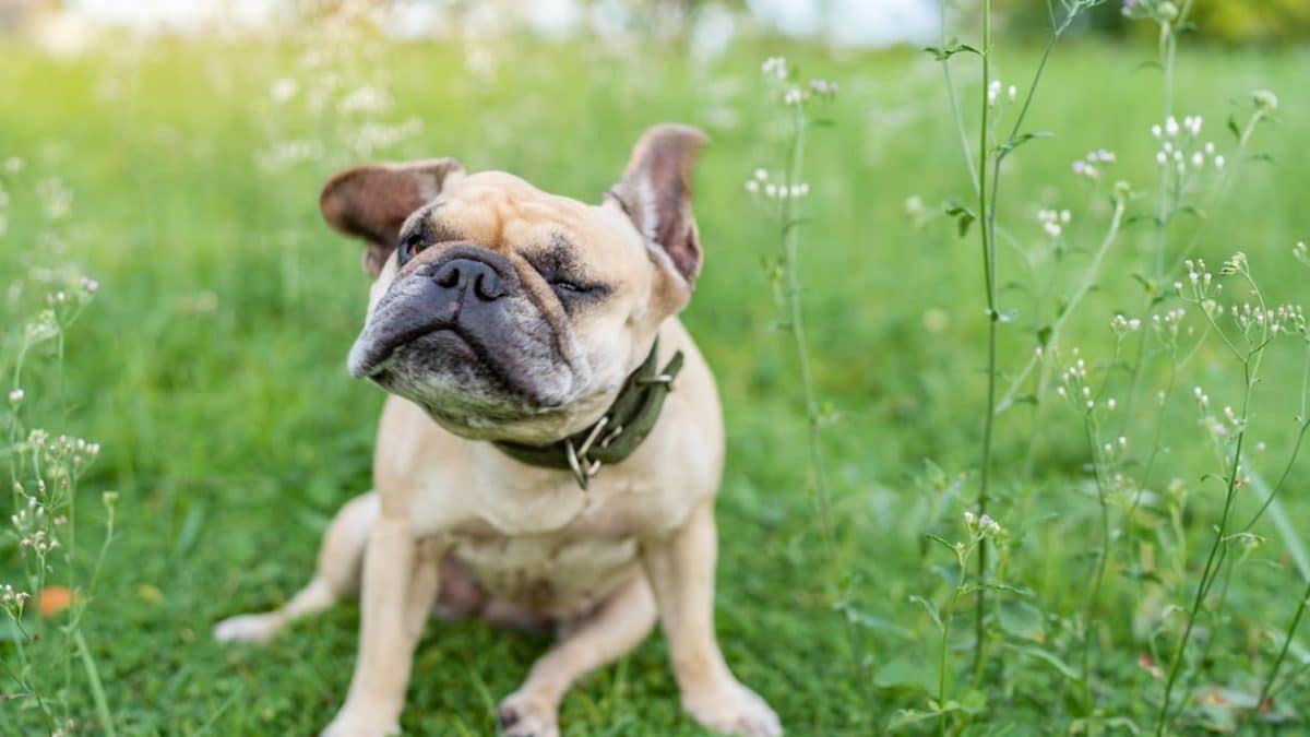 Why Is My Dog Shaking?