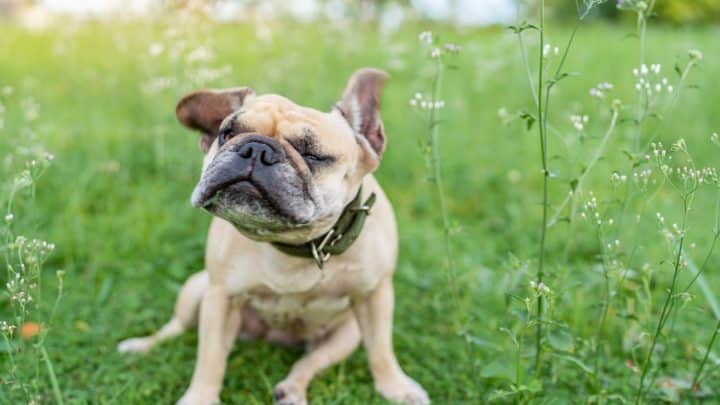 11 Reasons Why Your Dog's Shaking