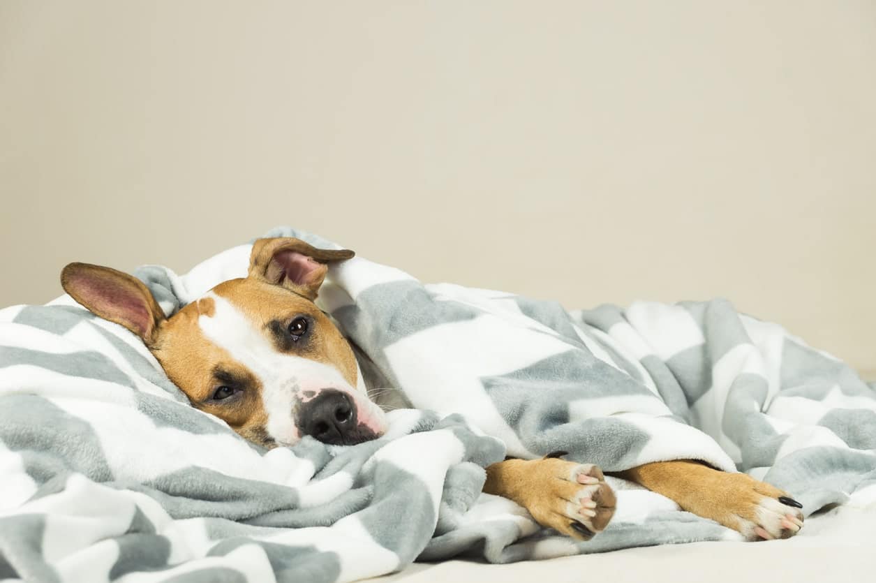 Dog Cold: Symptoms, Treatment & Prevention