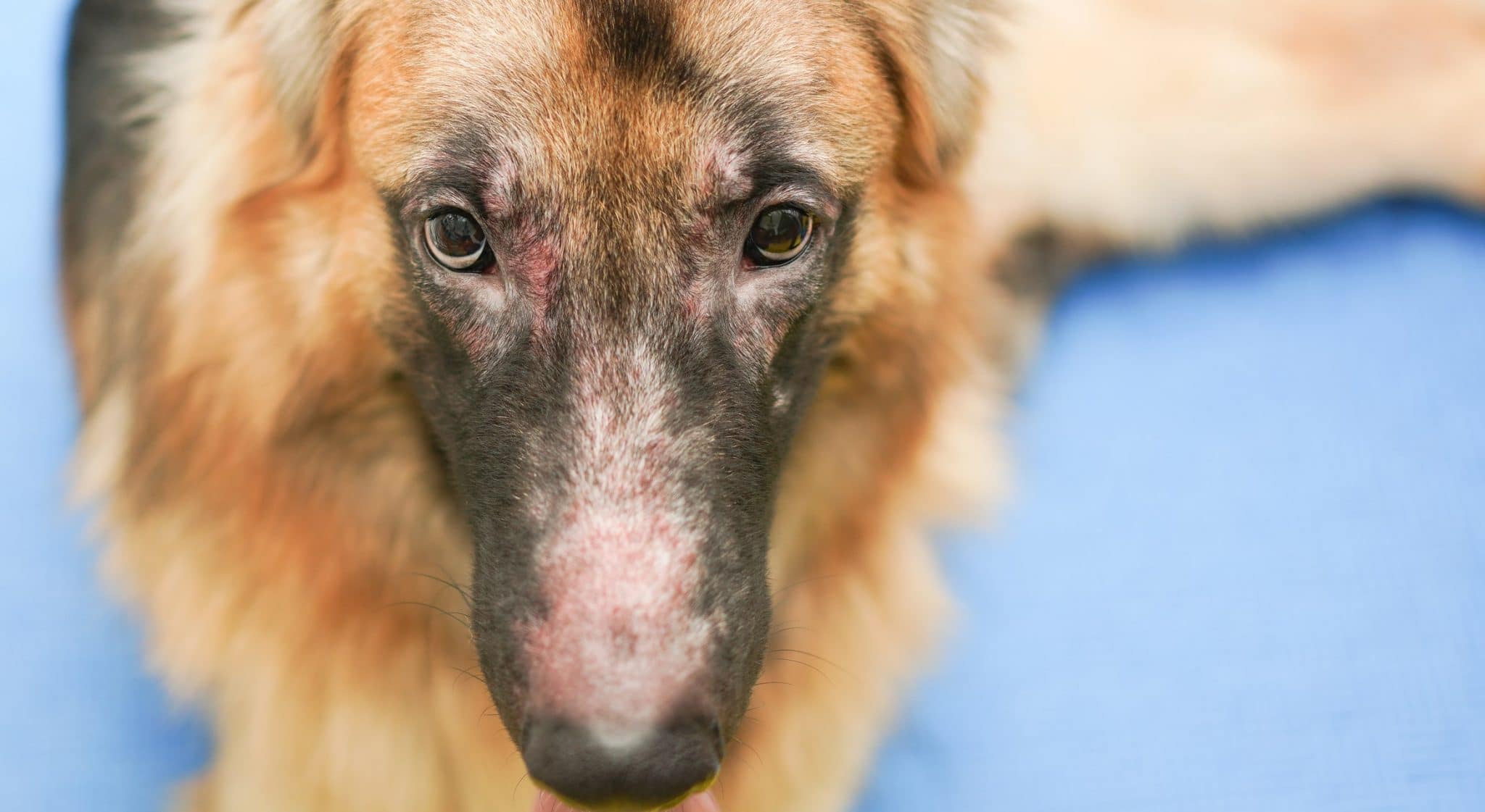 15 Common Dog Skin Conditions & Treatments