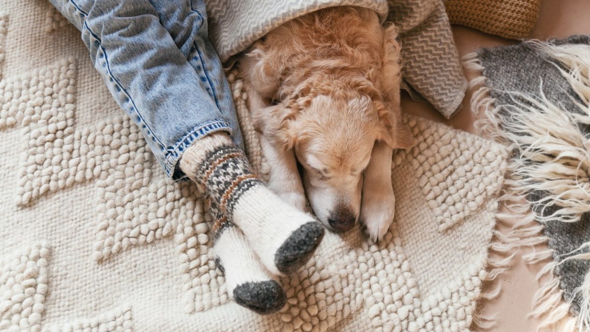 8 Reasons Dogs Sleep on Your Feet