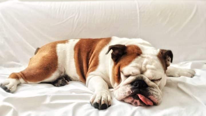 Why Do Dogs Sleep So Much? Understanding Dog Sleep Habits