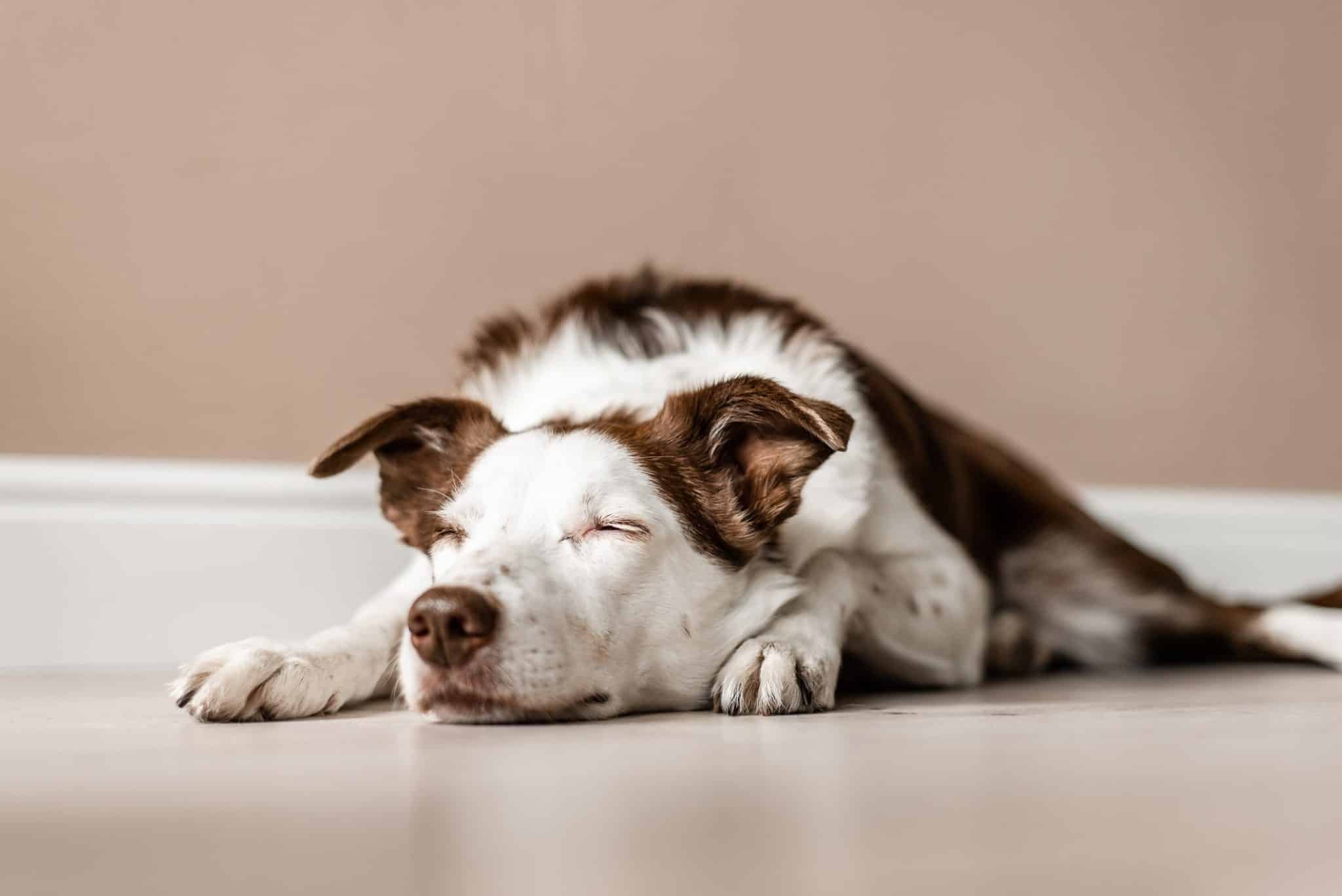 What Do Your Dog's Sleeping Positions Really Mean: The Truth Revealed