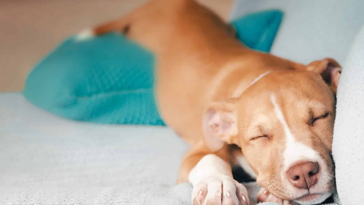 What Does a Dog’s Sleeping Position Mean?