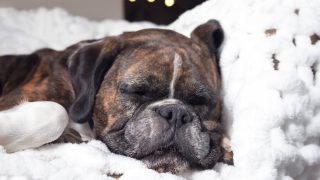 8 Reasons Why Dogs Snore