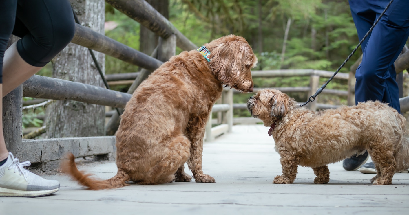 A Guide To Socializing Dogs