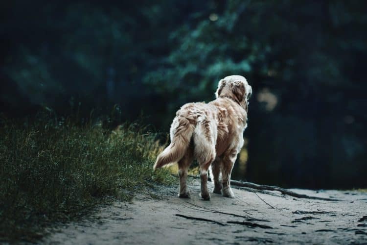 Dog Sprayed by Skunk: What to Do & Tips to Prevent Future Attacks