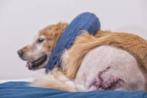 How To Care for Your Dog's Stitches After Surgery