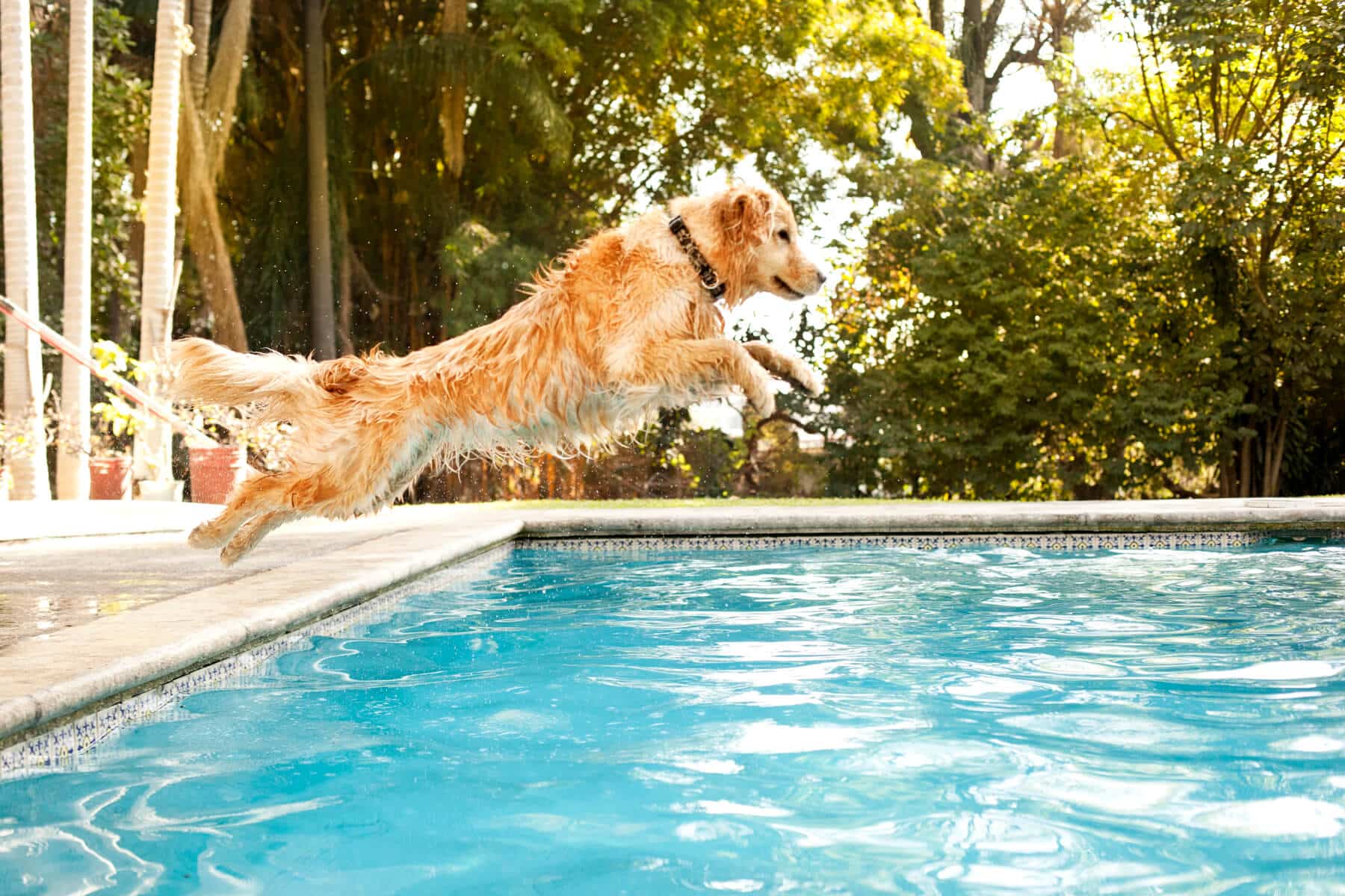 Dogs In Pools: Chlorine and Water Safety