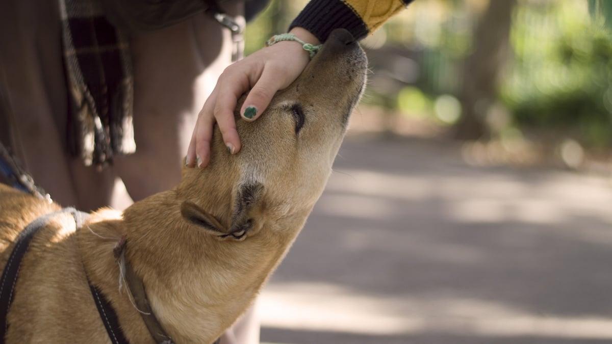 Dog Temperament: What Is It & How It Develops