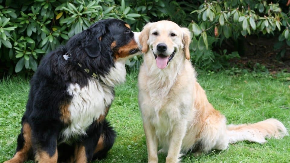 4 Ways Dogs Communicate With Each Other