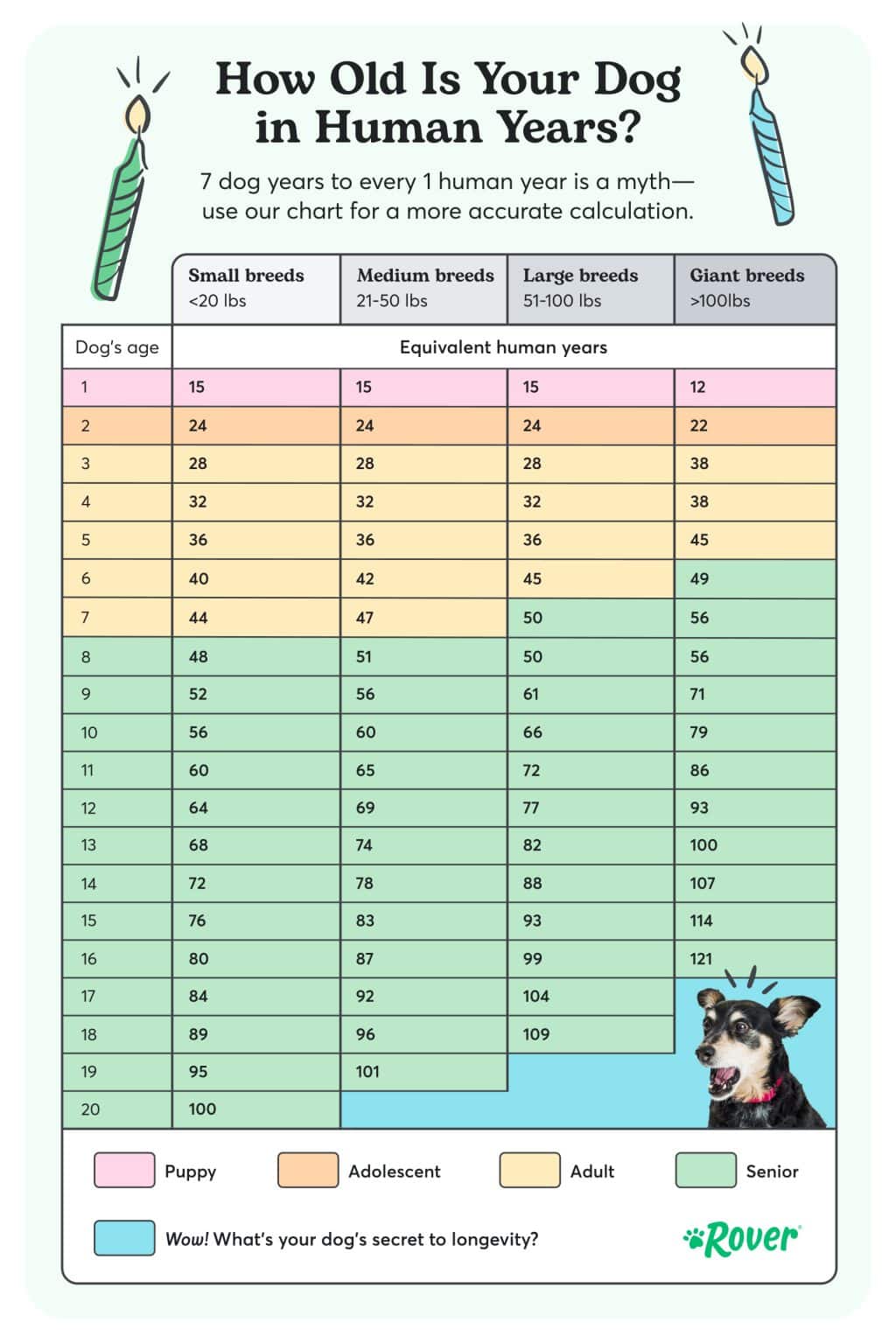 How to Calculate Your Dog's Human Age