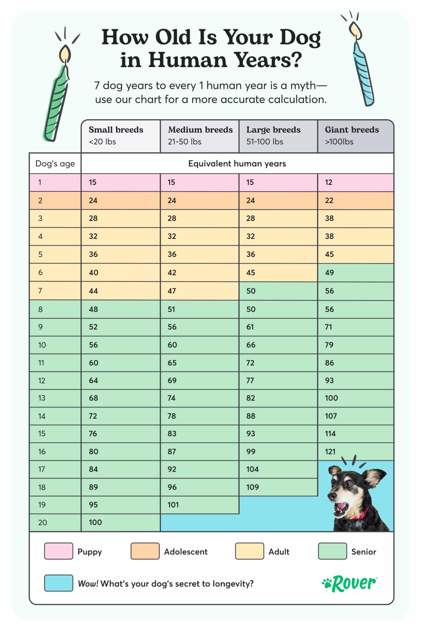 How to Calculate Your Dog's Human Age