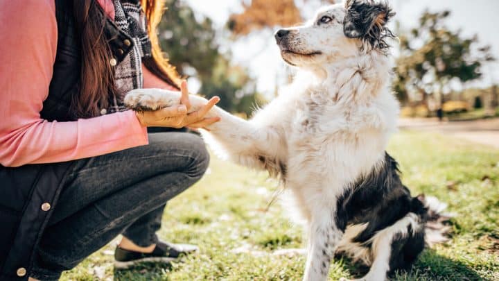 Dog Training Methods: Which Technique Works for Your Dog?