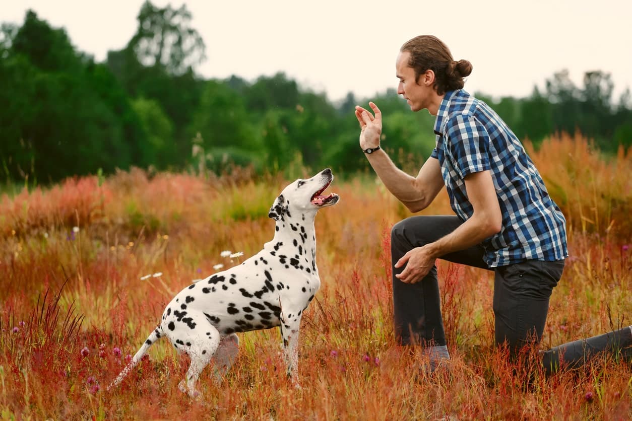 The Right Way to Discipline Your Dog Is Without Punishment