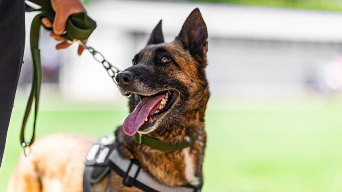 How Much Does Dog Training Cost?
