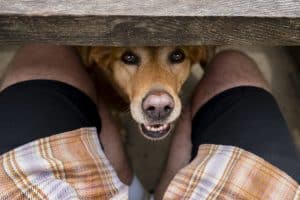 Why Dogs Sniff Butts—Canine to Human Rear Ends Explained