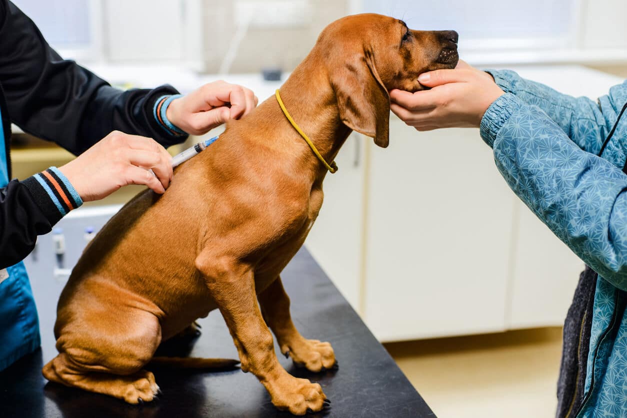How Much Are Dog/Cat Vaccinations? Plus, Where to Find Low Cost Ones