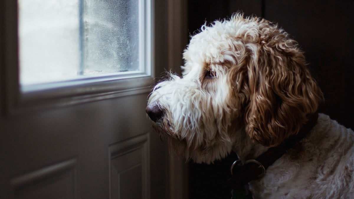 Dog Walk Temperature Chart & Safety Tips