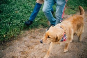 7 Reasons Dogs Are Marking Their Territory & How To Stop It