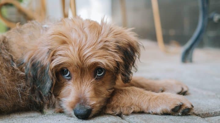 Whale Eye in Dogs: What It Means & How to Respond