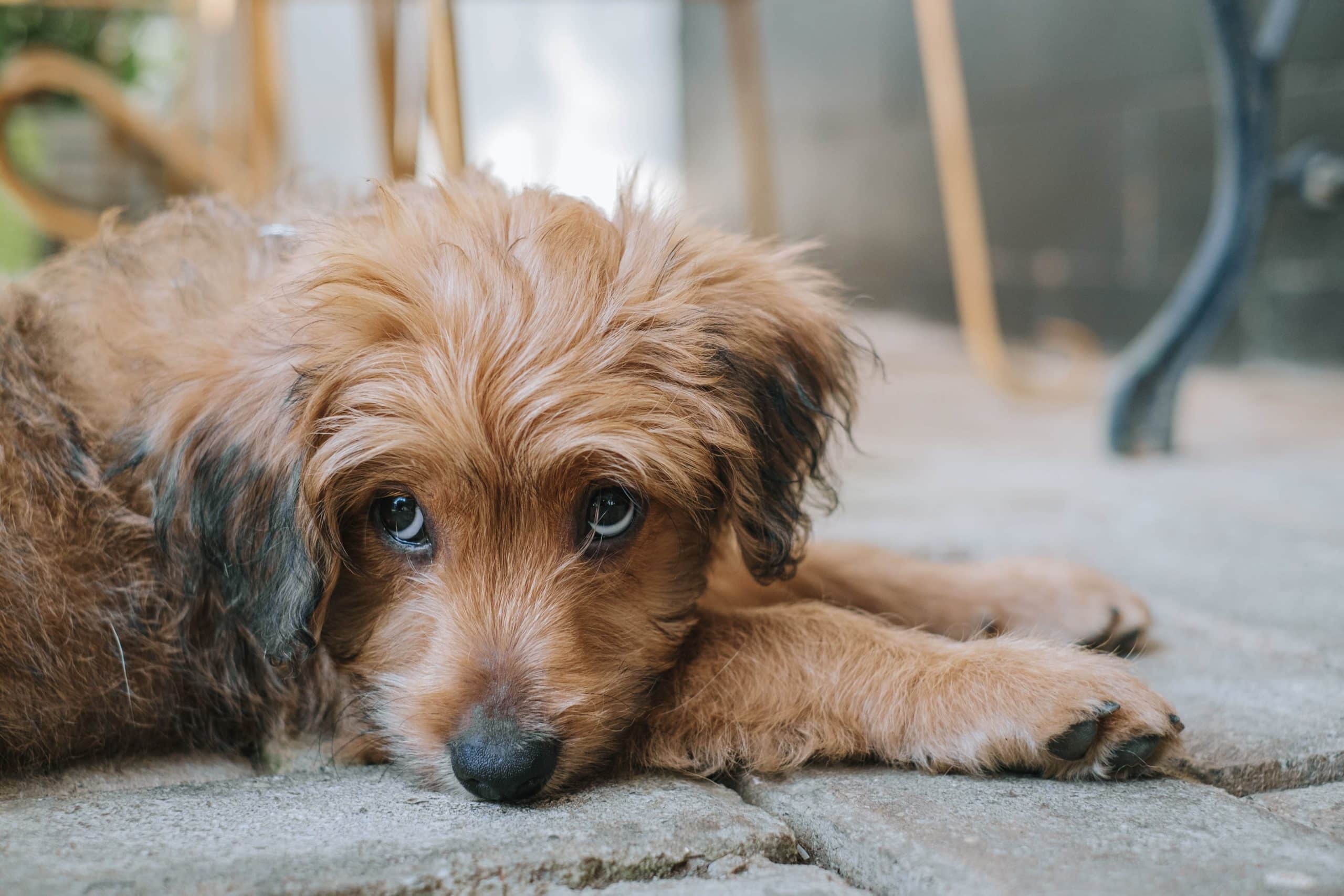 Whale Eye in Dogs: What It Means & How to Respond