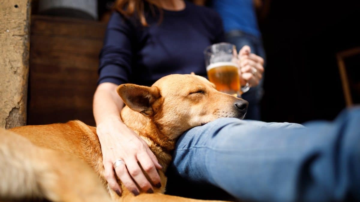 What Happens When Dogs Drink Alcohol?