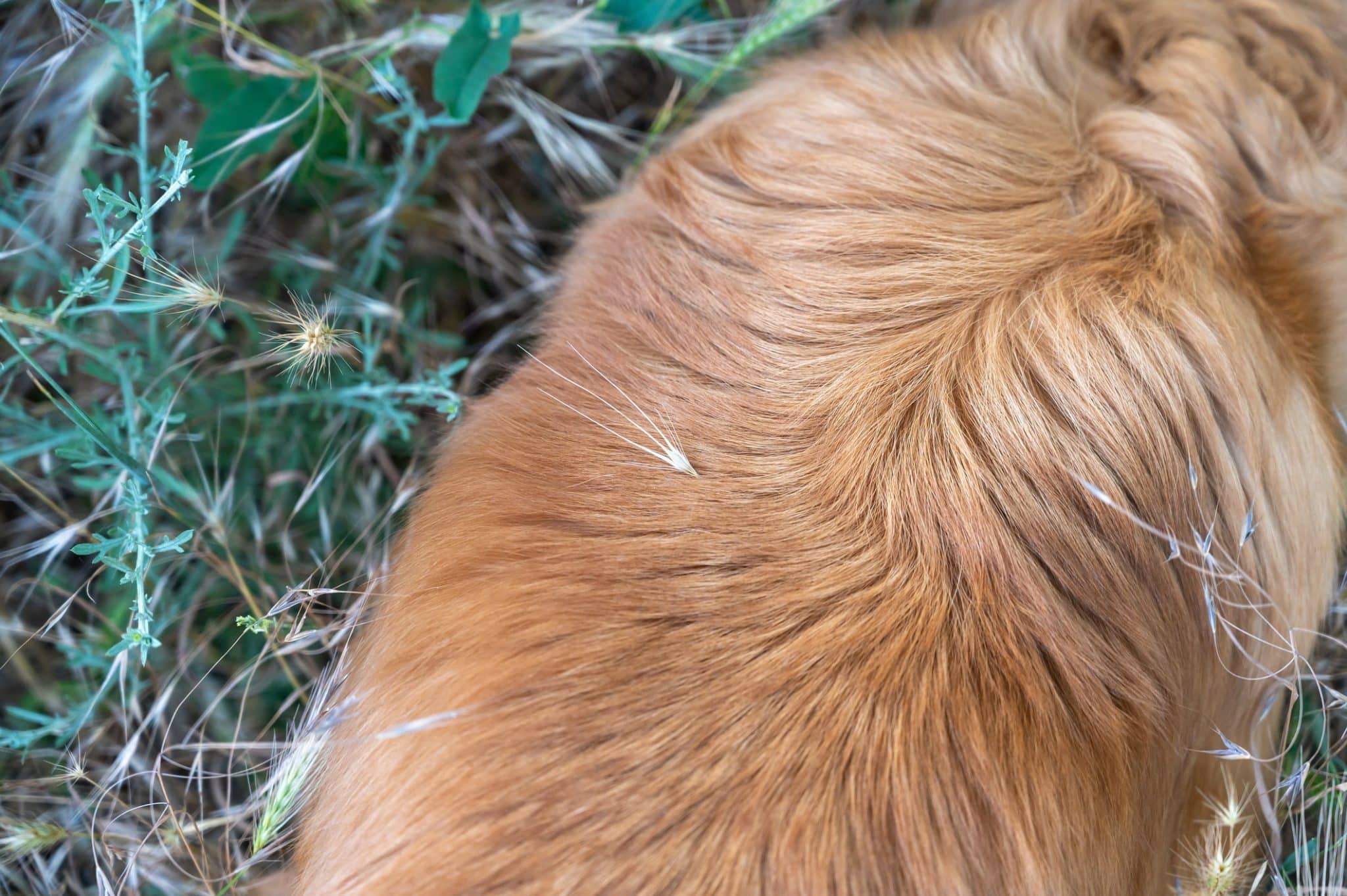 Foxtail & Dogs: How to Identify & Remove This Dangerous Grass
