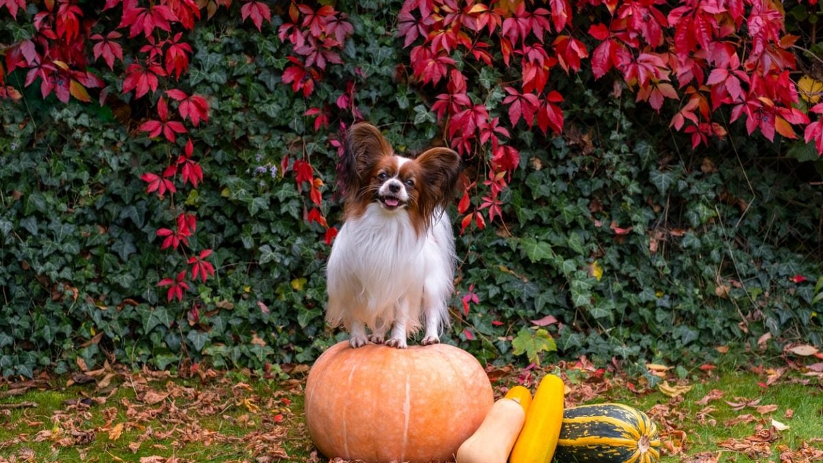 Can Dogs Eat Squash? Benefits & Risks