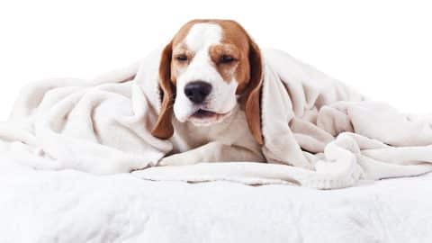 Dog Runny Nose? Here's 11 Reasons Your Dog Has The Sniffles