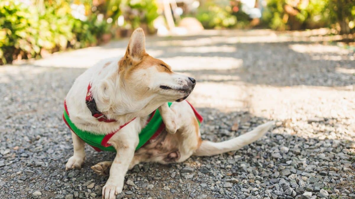 Yeast Infection in Dogs: Causes & Remedies to Know