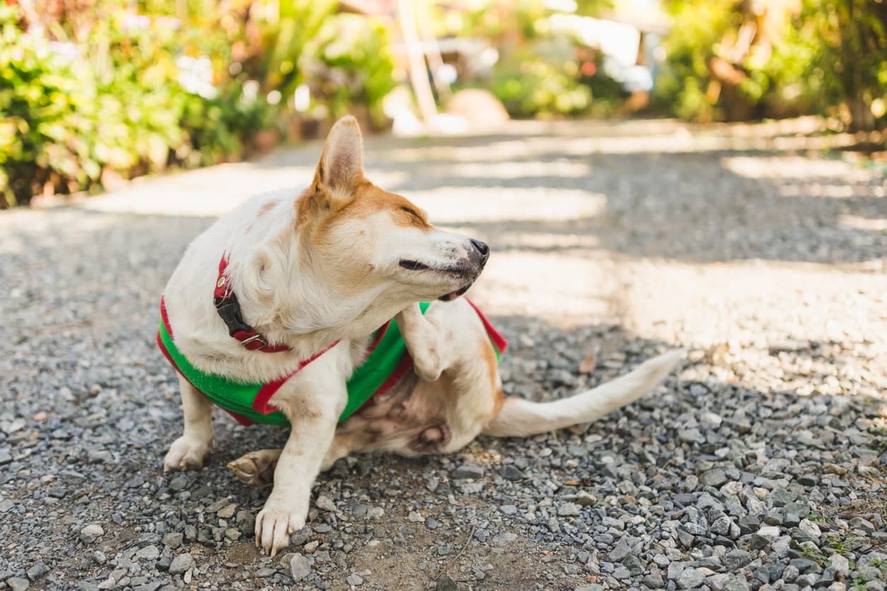 Yeast Infection in Dogs: Causes & Remedies to Know