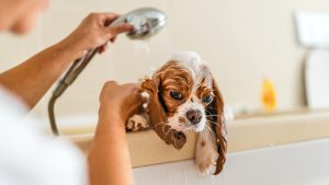 How To DIY a Dog Shower Station