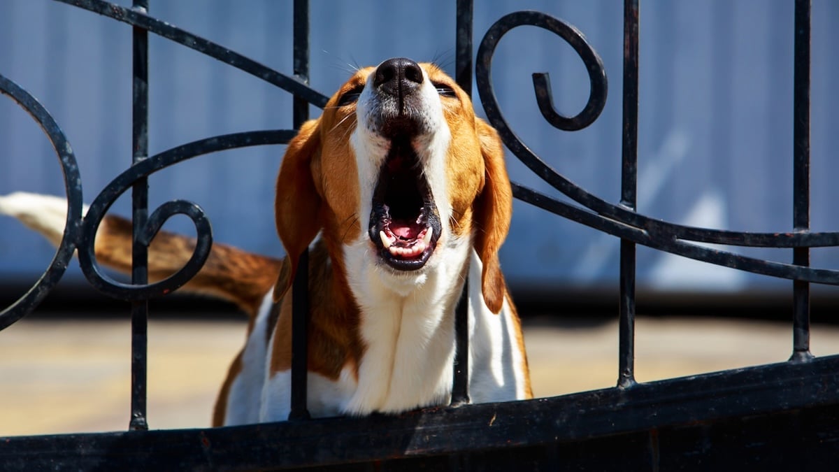 3 Reasons Why Dogs Bark Through Fences