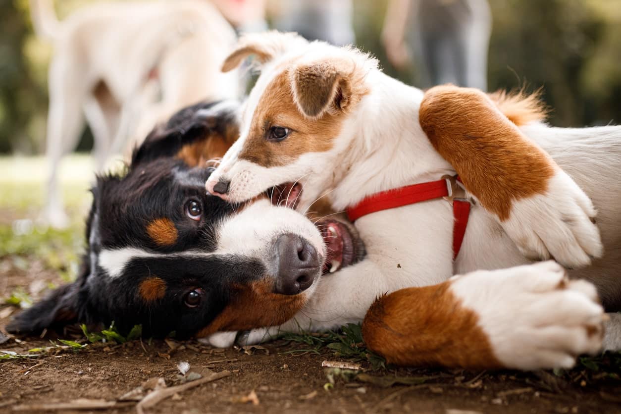 Dog Bite Prevention: Causes, Solutions & Signs of Danger