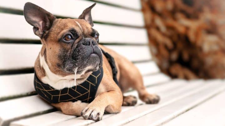 Excessive Drooling in Dogs: Causes And Management