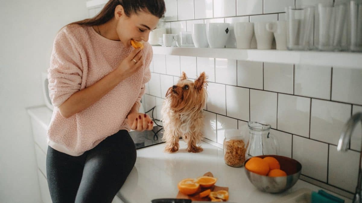 Can Dogs Eat Oranges? Serving Suggestions & Possible Dangers