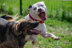 Why Your Dog Growls & How to Respond