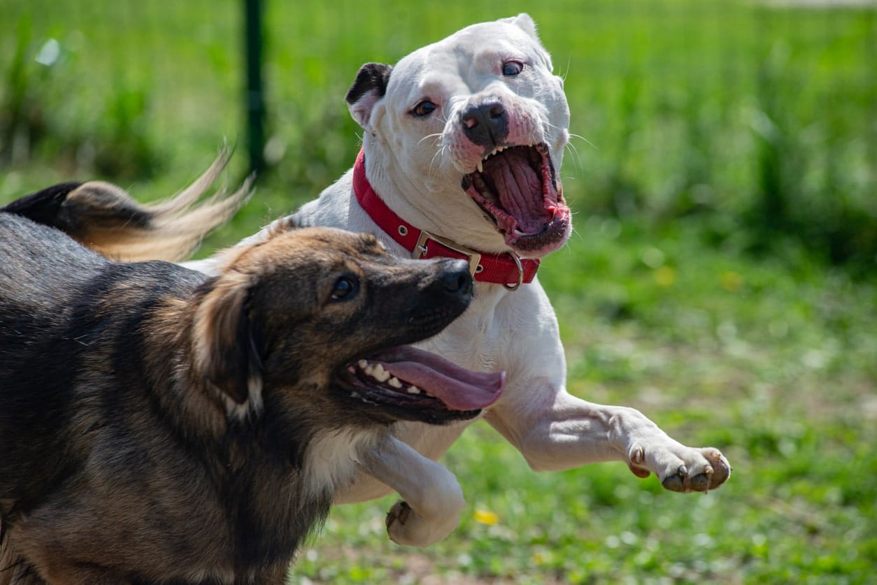 Why Your Dog Growls & How to Respond