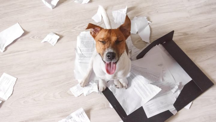 Dogs Shredding Paper: The Reason Why Your Pup Just Can't Quit