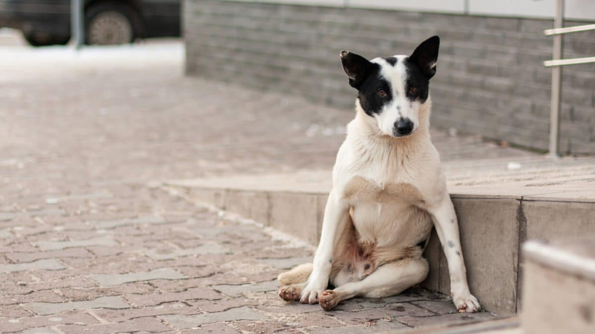Dog Archives | The Dog People by Rover.com