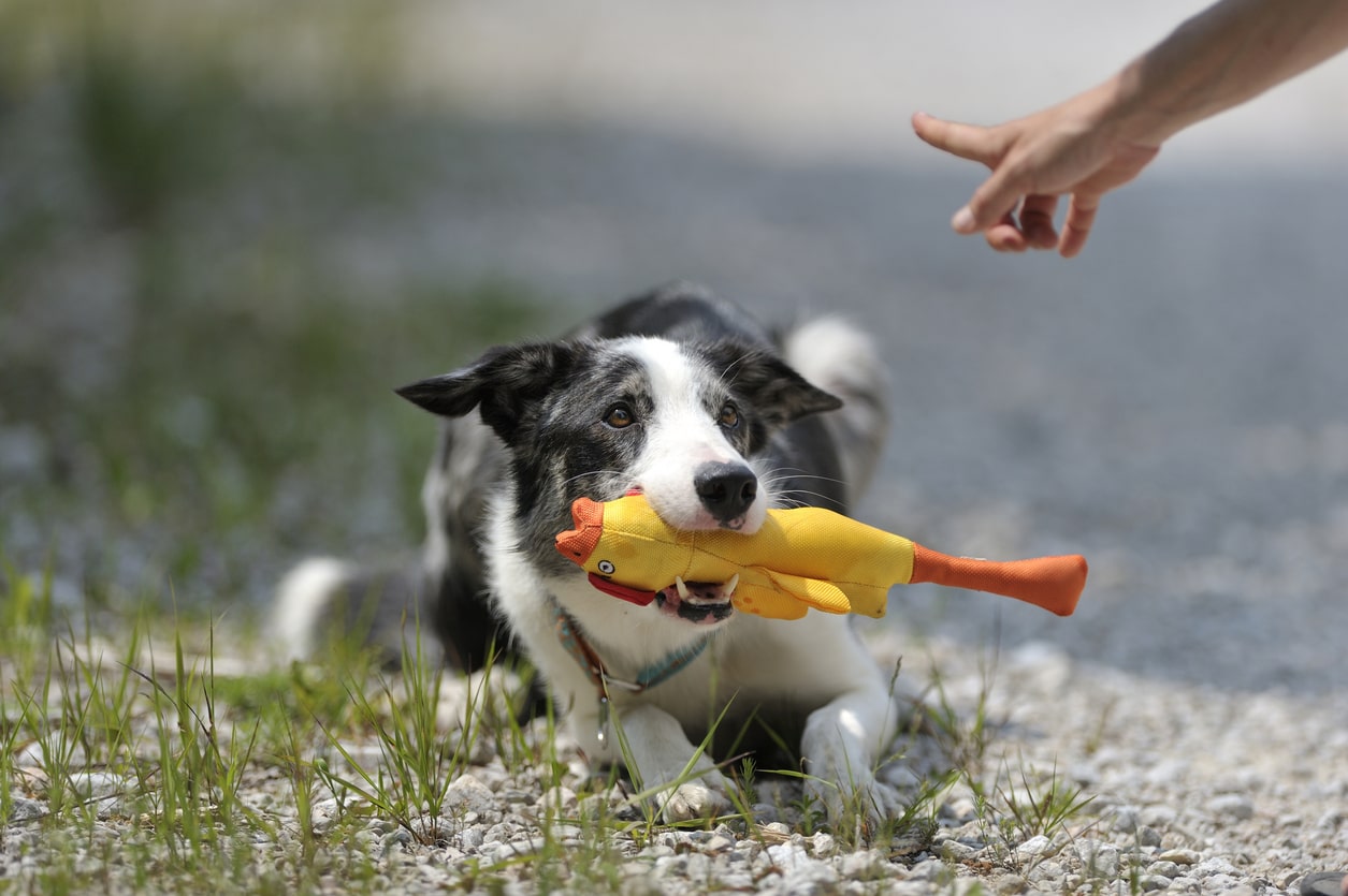 How to Teach a Dog "Drop It" in 6 Simple Steps